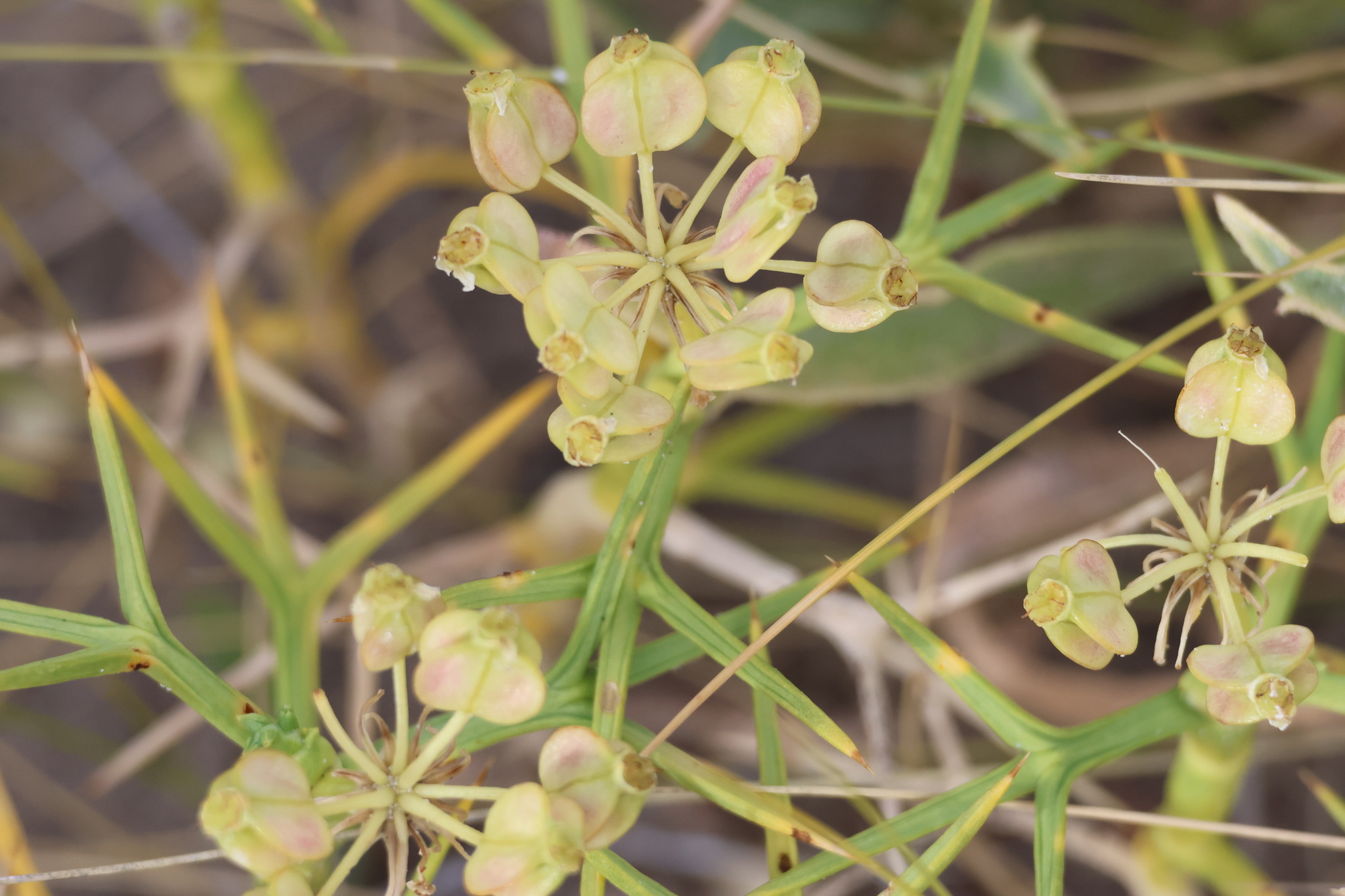 Azorella prolifera (Cav.) G.M.Plunkett & A.N.Nicolas