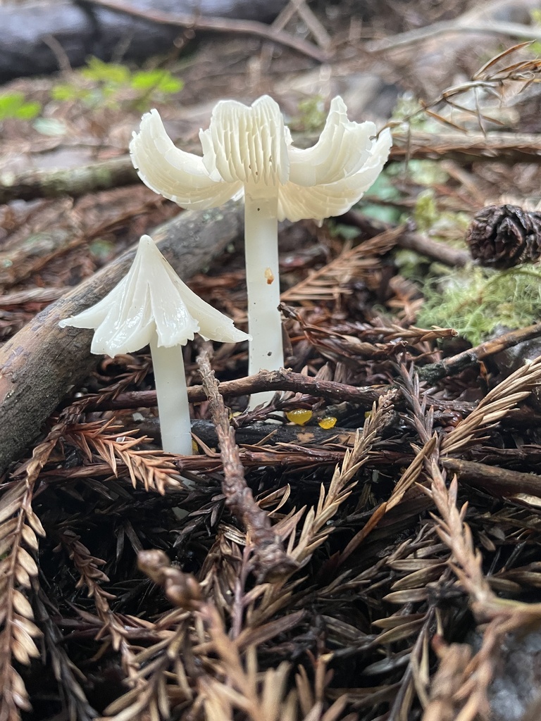 Pink Waxcap in March 2023 by morgan yacullo · iNaturalist