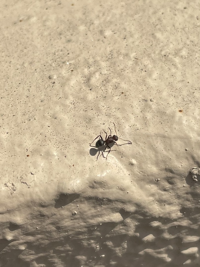 Compact Carpenter Ant from 6850 Beach Plaza, St Pete Beach, FL 33706 ...