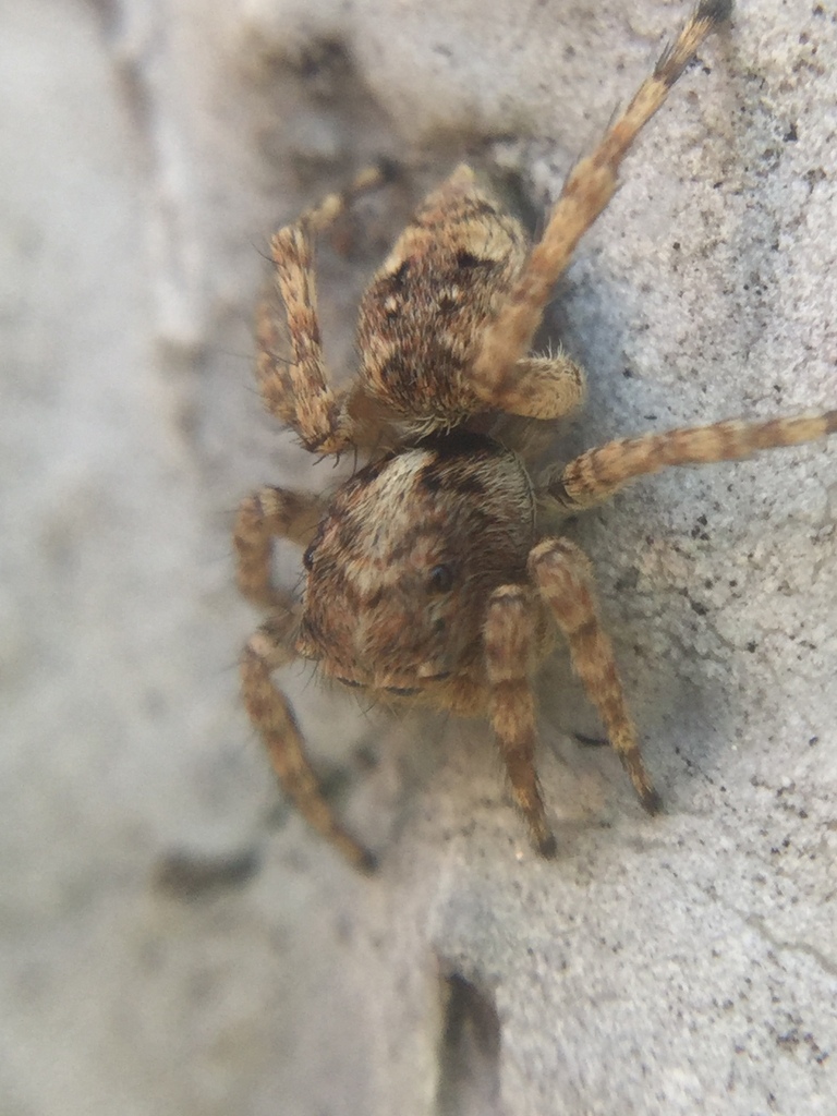 Asiatic Wall Jumping Spider in March 2023 by Matthew Lindsey · iNaturalist