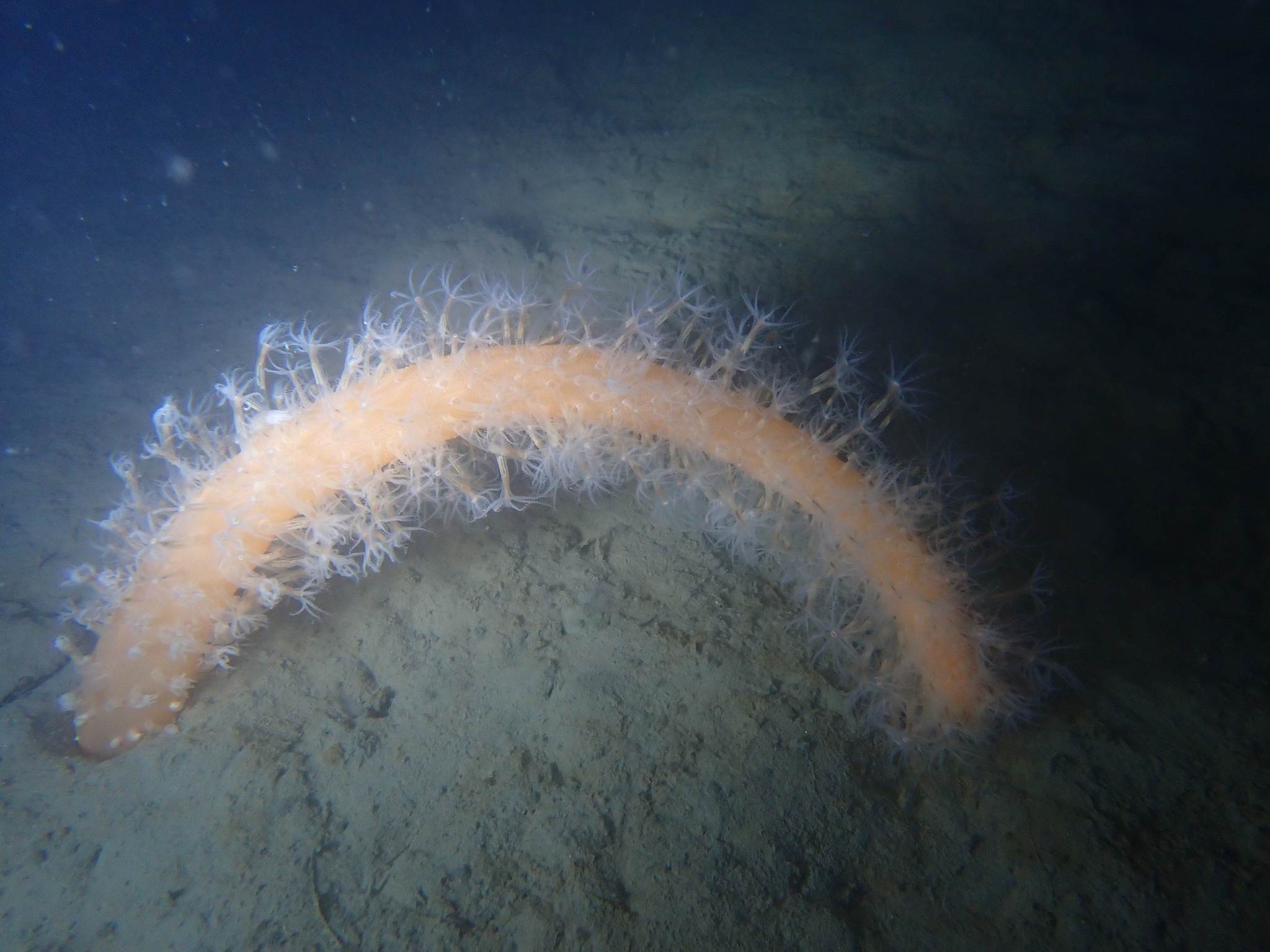 Veretillum cynomorium (Pallas, 1766)