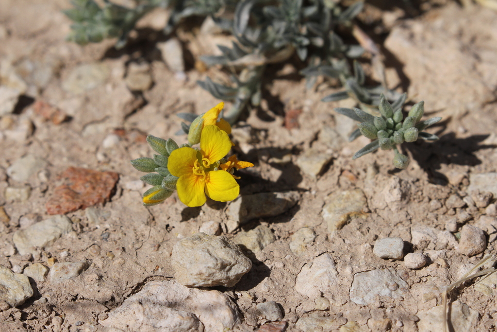 Gordon's bladderpod from Jeff Davis County, TX, USA on February 23 ...