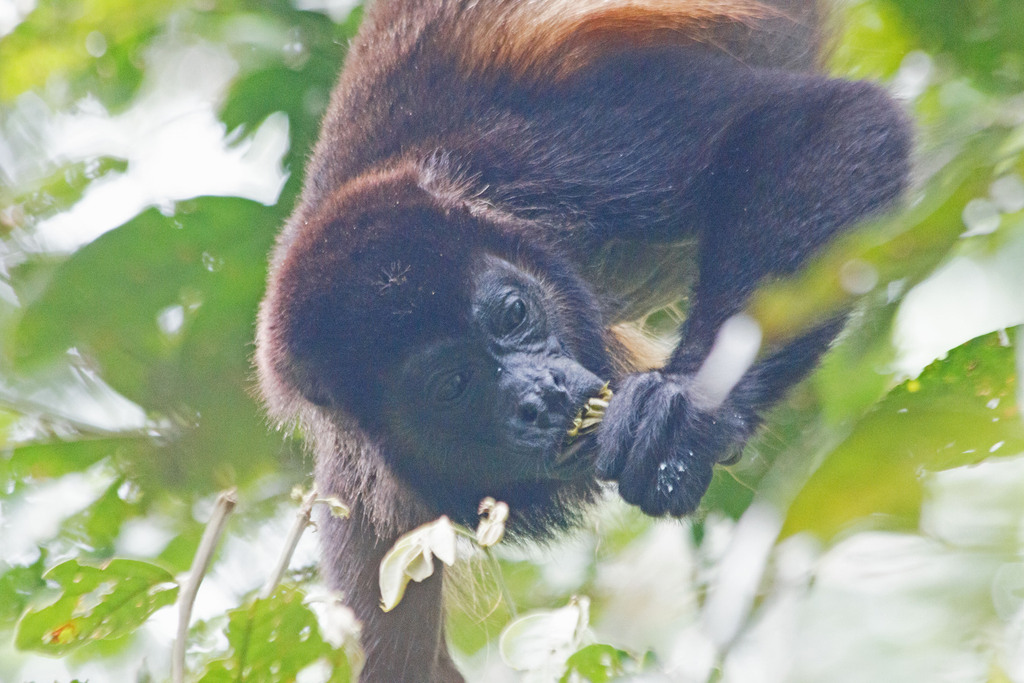Mantled Howler Monkey from Limón Province, Costa Rica on February 04 ...