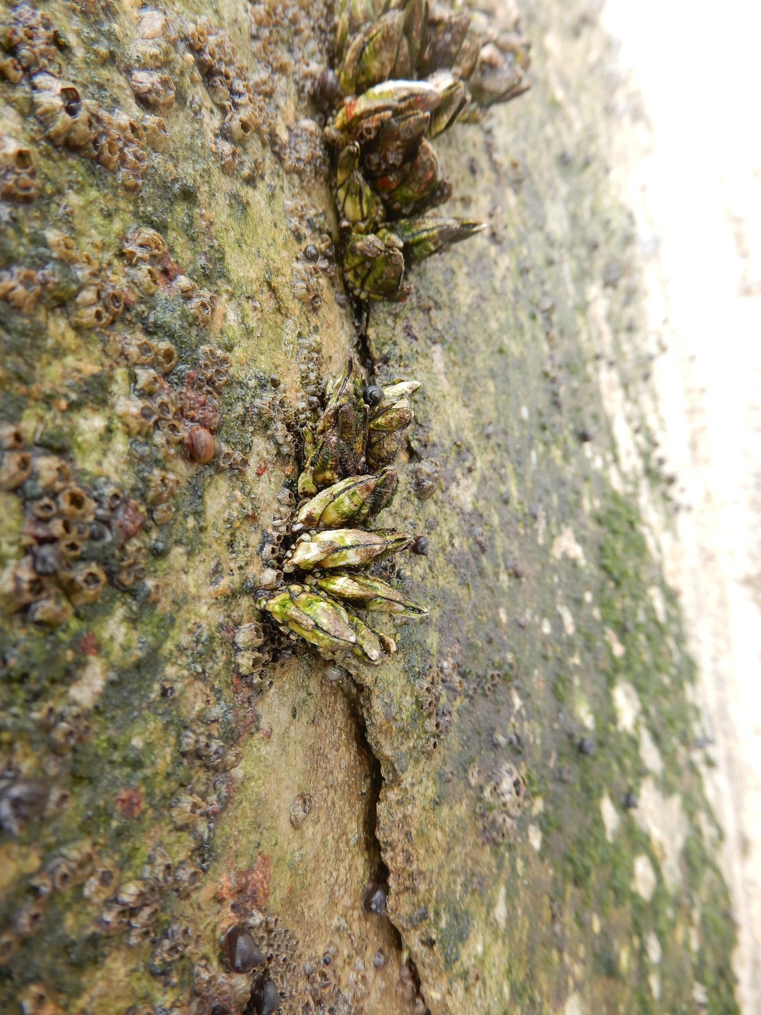 Capitulum mitella (Linnaeus, 1758)