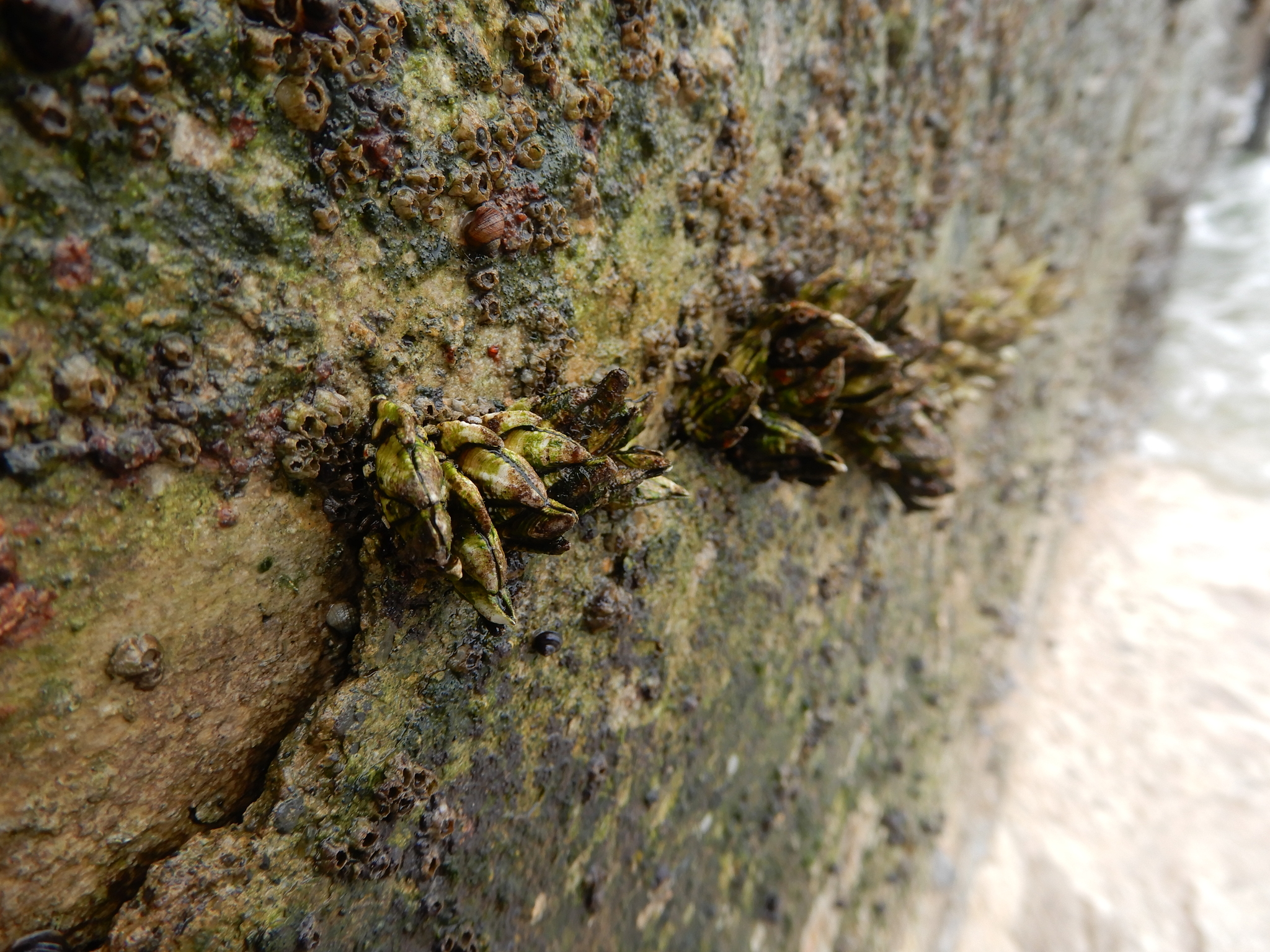 Capitulum mitella (Linnaeus, 1758)