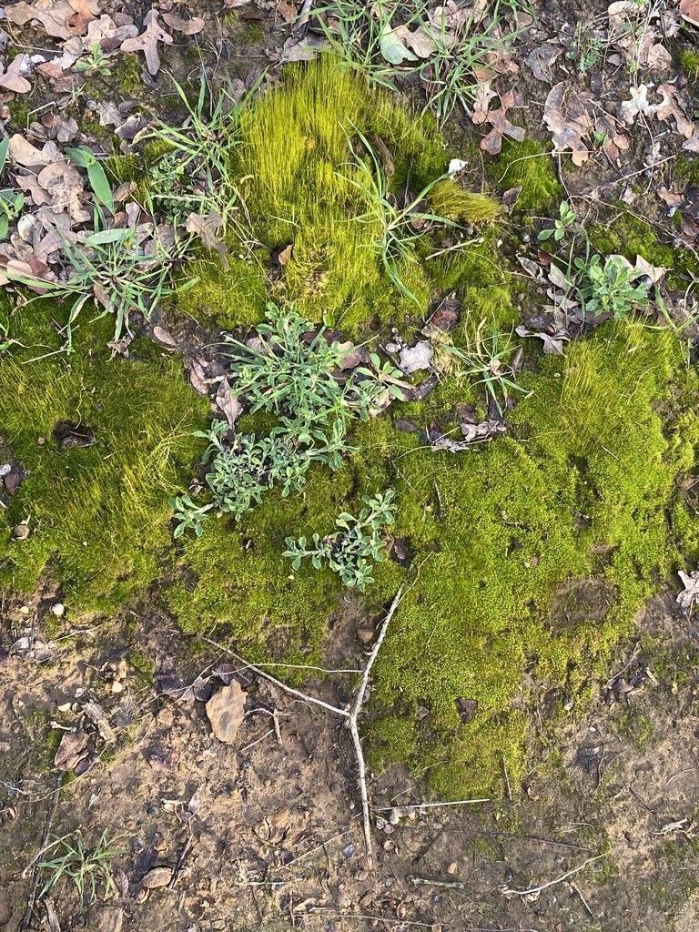 mosses from Randol Mill Park, Arlington, TX, US on March 06, 2023 at 07 ...