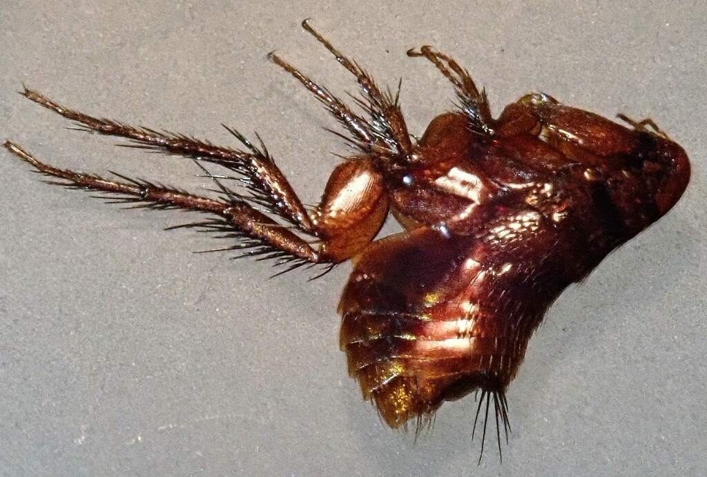 Mountain Beaver Flea from 02715108, Point Arena, CA 95468, USA on March ...