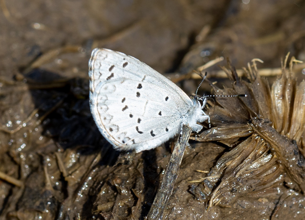 Holarctic Azures from Centerville, OH, USA on March 06, 2023 at 02:16 ...