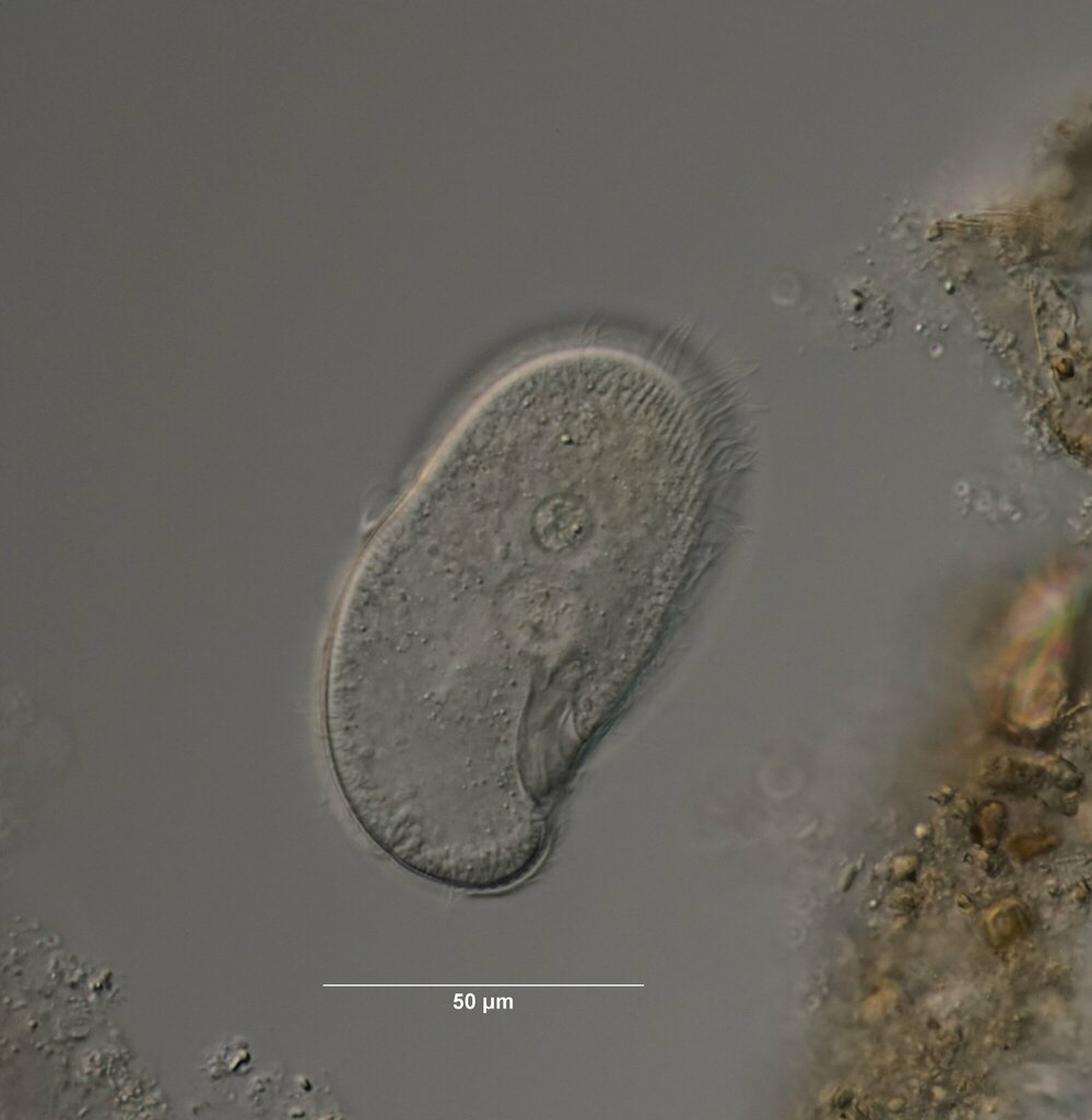 Colpidium colpoda from Mequon, WI, USA on December 26, 2021 at 03:22 PM ...