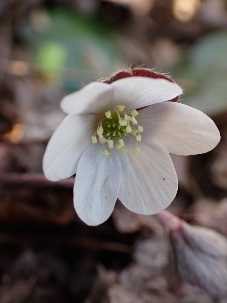 round-lobed hepatica from Montgomery County, MD, USA on March 6, 2023 ...
