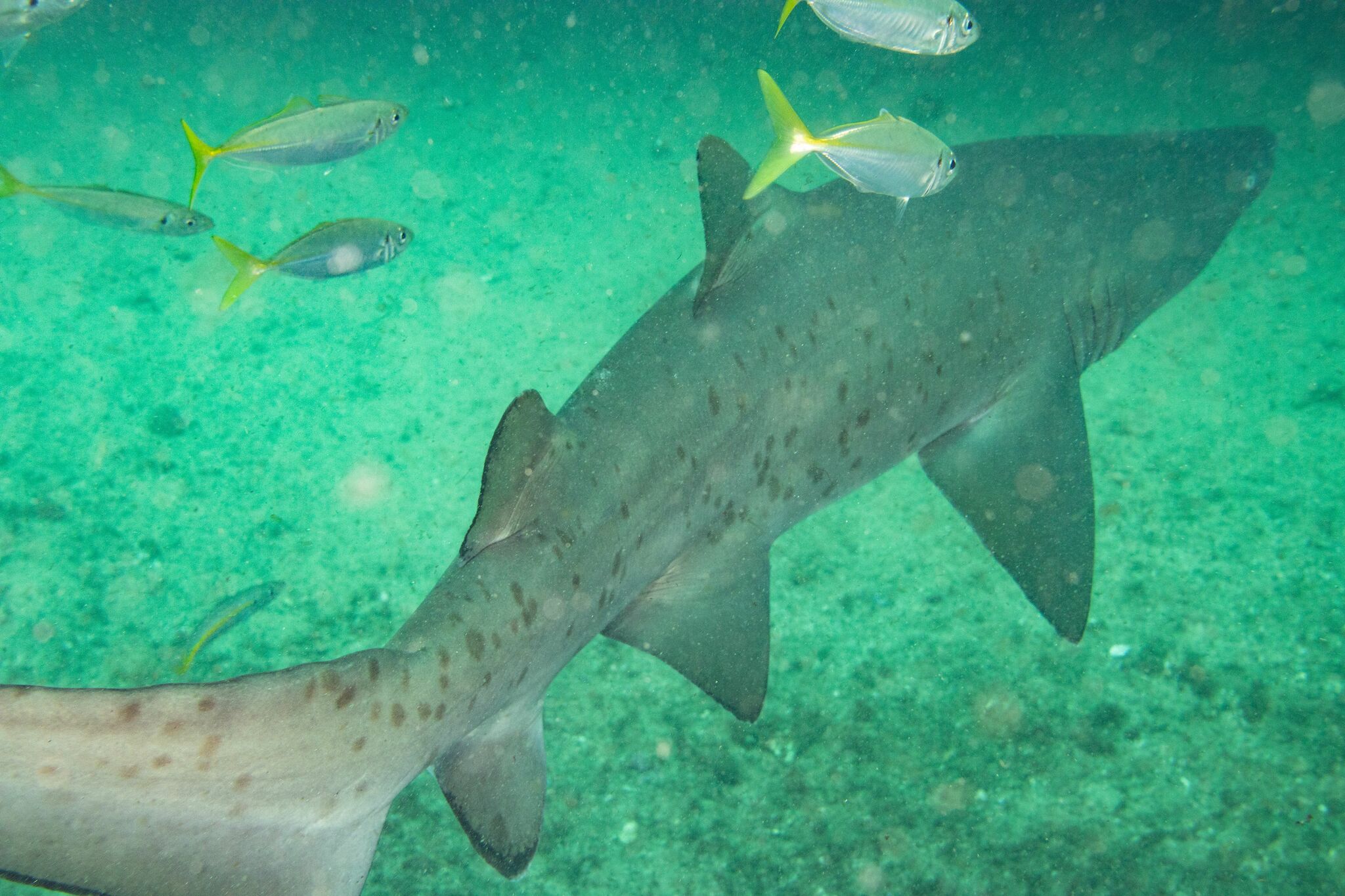 Lamniformes