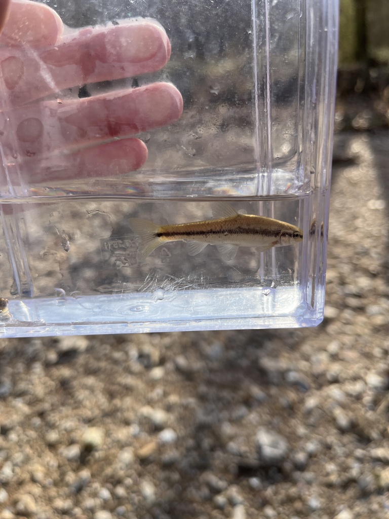 Central Stoneroller (Campostoma anomalum) - Marine Life Identification