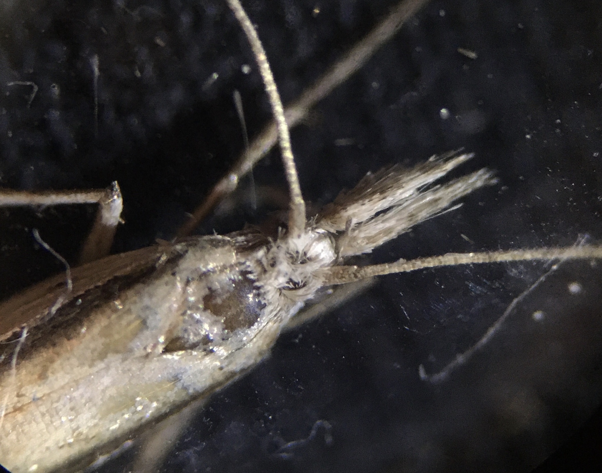 Ypsolopha mucronella (Scopoli, 1763)