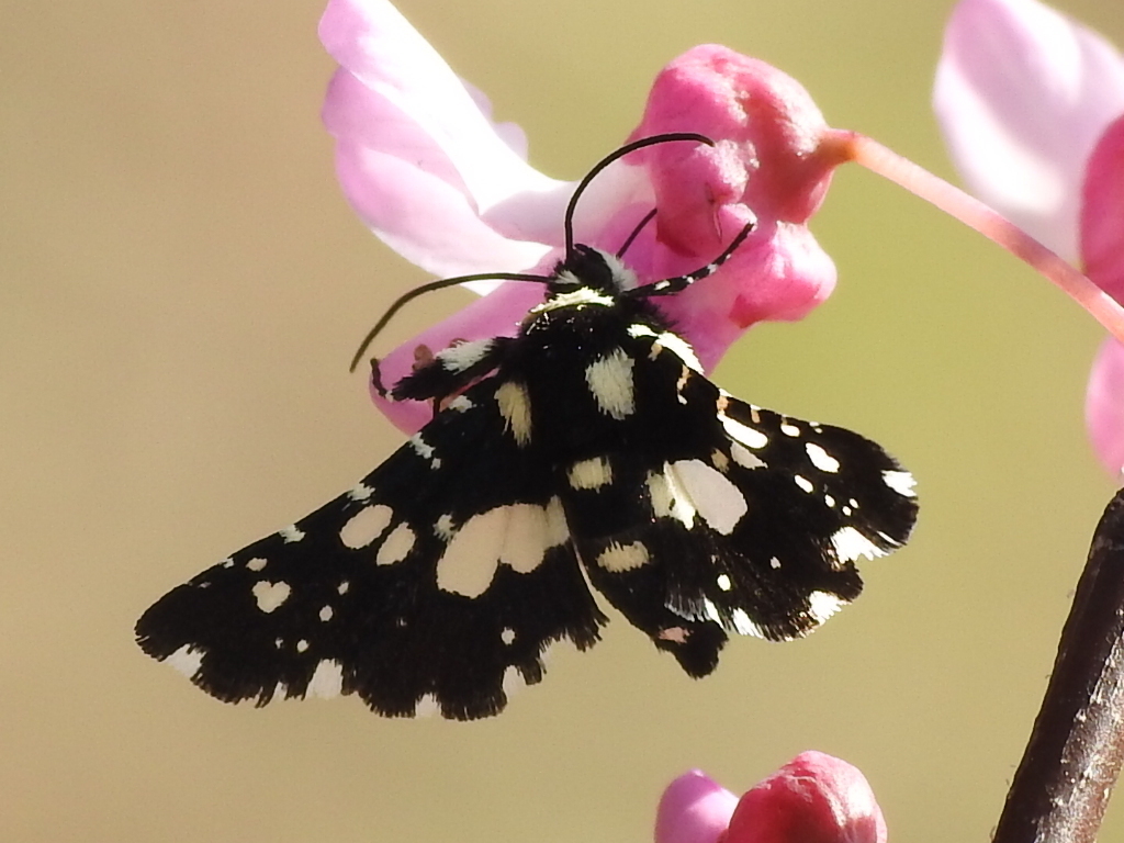 Mournful Thyris Moth from John T White, Fort Worth, TX 76120, USA on ...