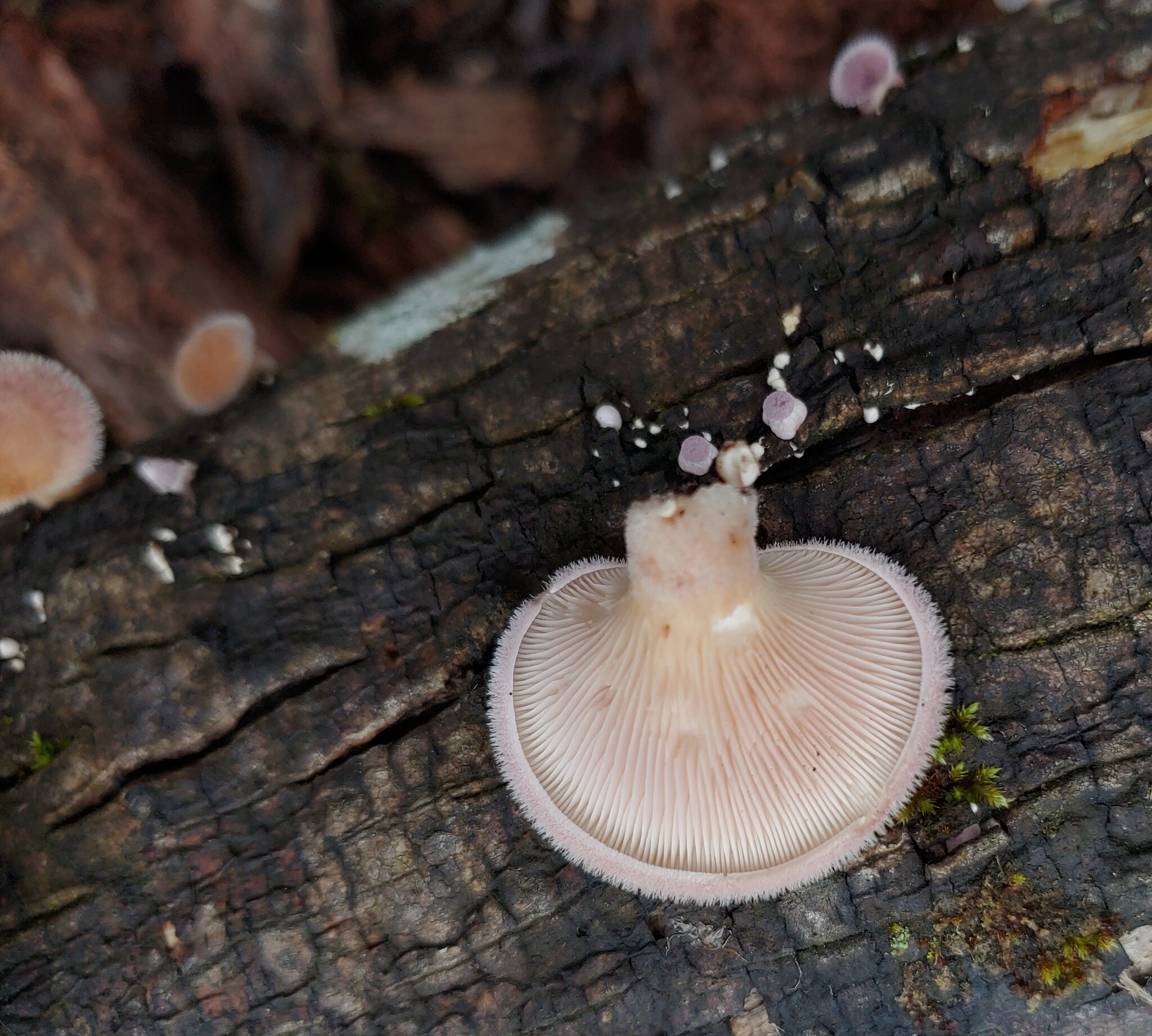 Panus neostrigosus Drechsler-Santos & Wartchow