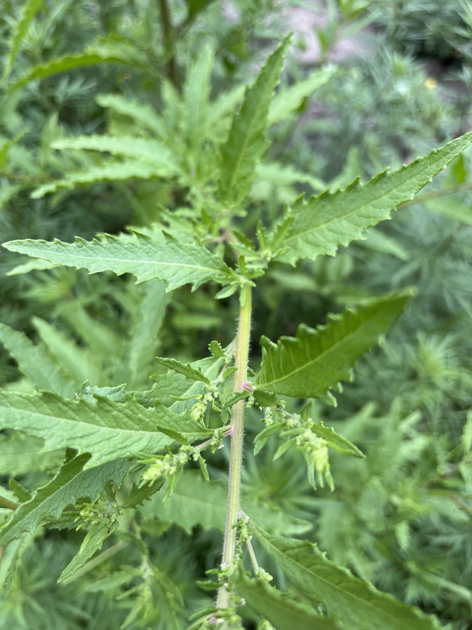 Dysphania ambrosioides (L.) Mosyakin & Clemants