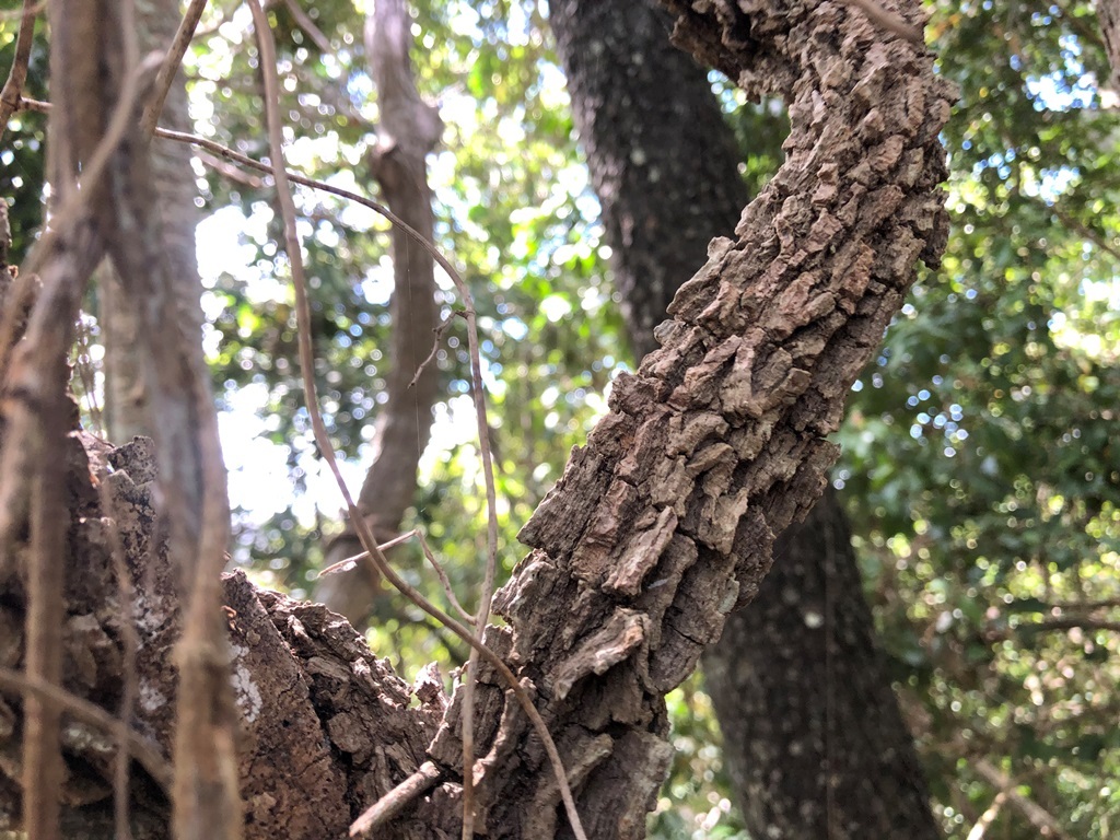 Secamone elliptica R.Br.
