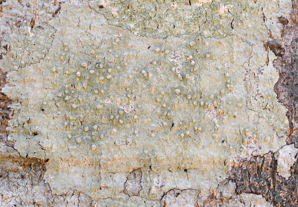 wart lichens, script lichens, and allies from Dekalb County, GA, USA on ...