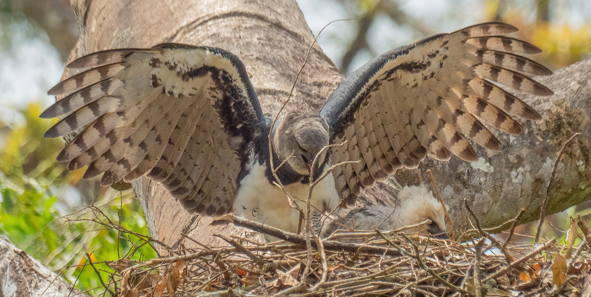 Harpia harpyja (Linnaeus, 1758)