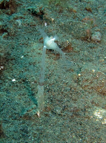 Corymorpha tropica · iNaturalist