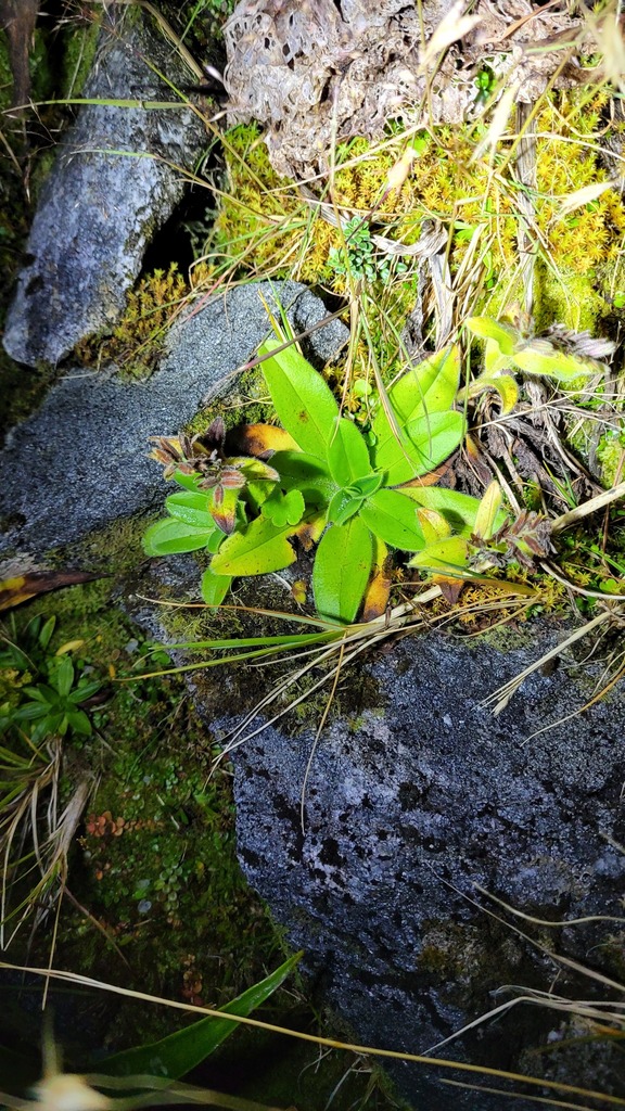 Forget-me-nots from Southland District, Southland, New Zealand on March ...