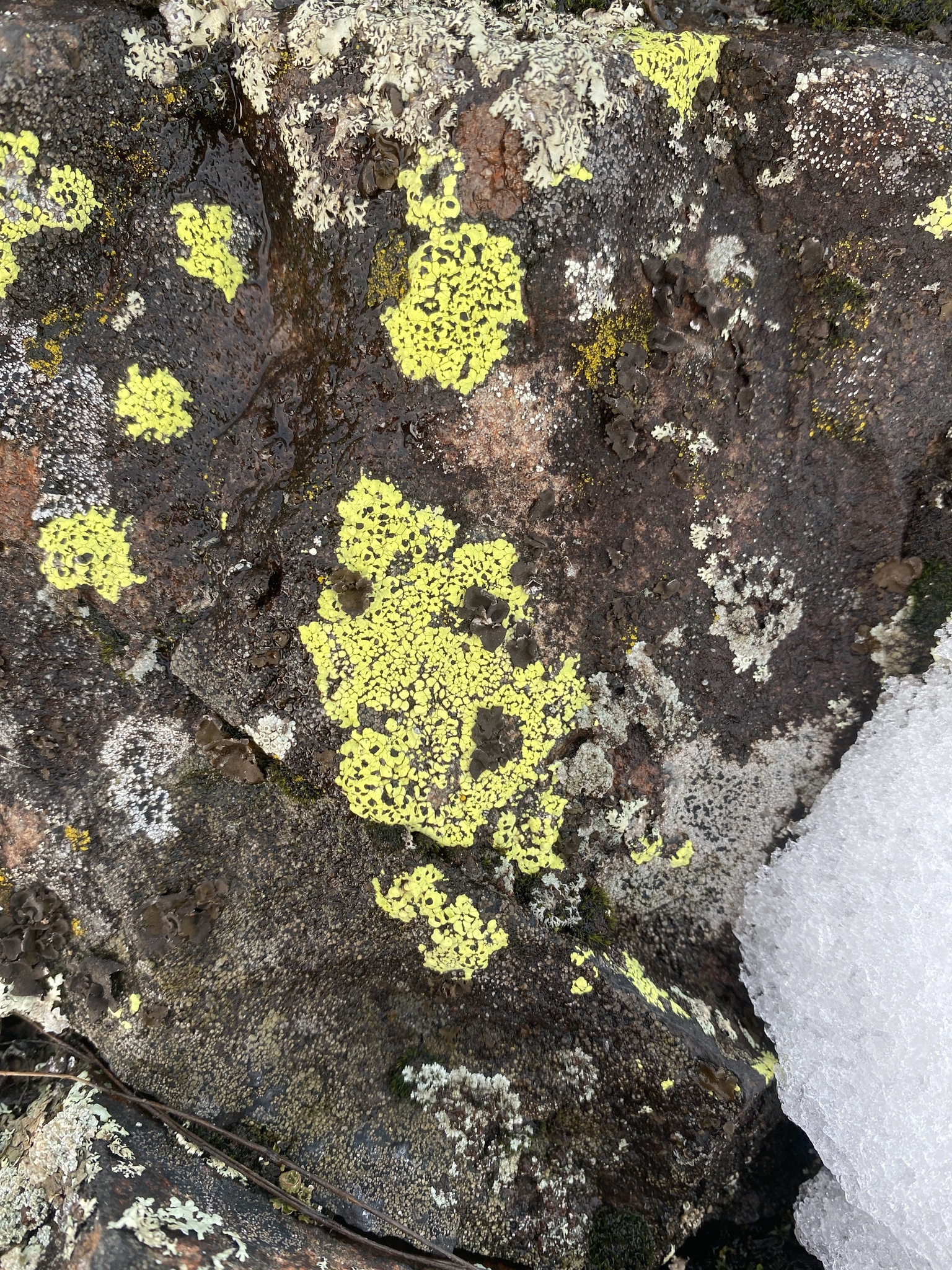 Rhizocarpon geographicum (L.) DC.