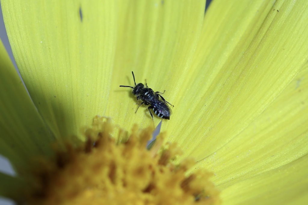 Fairy Bees from Point Loma, San Diego, CA, USA on March 03, 2023 at 01: ...