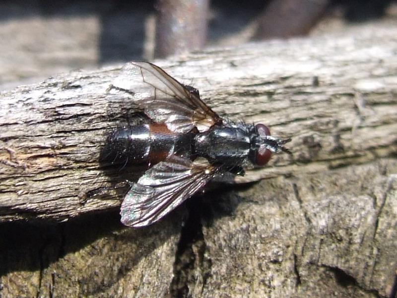Mintho rufiventris from Valjevo, Serbia on June 15, 2006 at 04:33 PM by ...