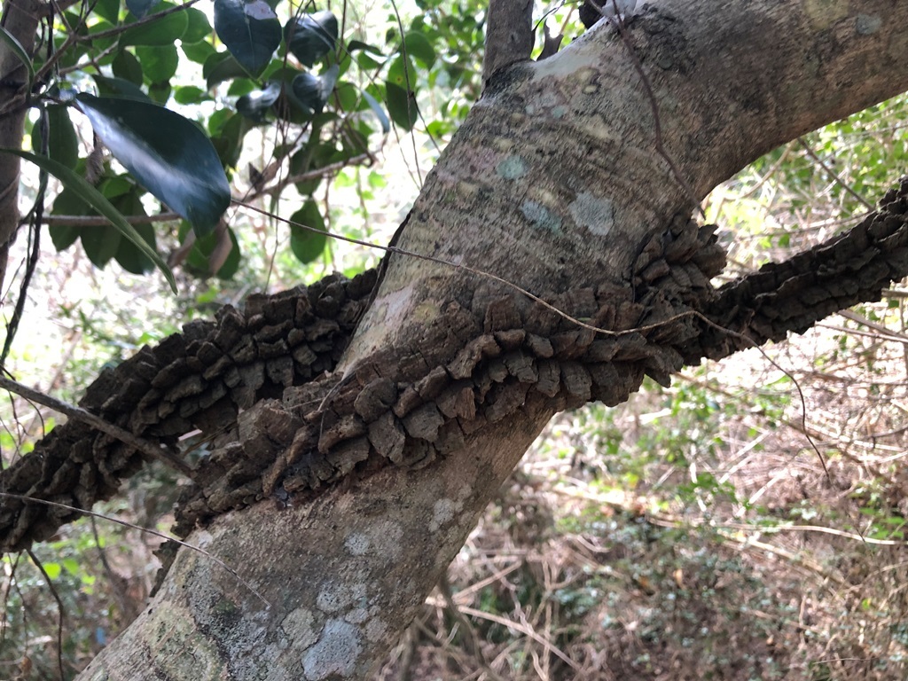 Secamone elliptica R.Br.