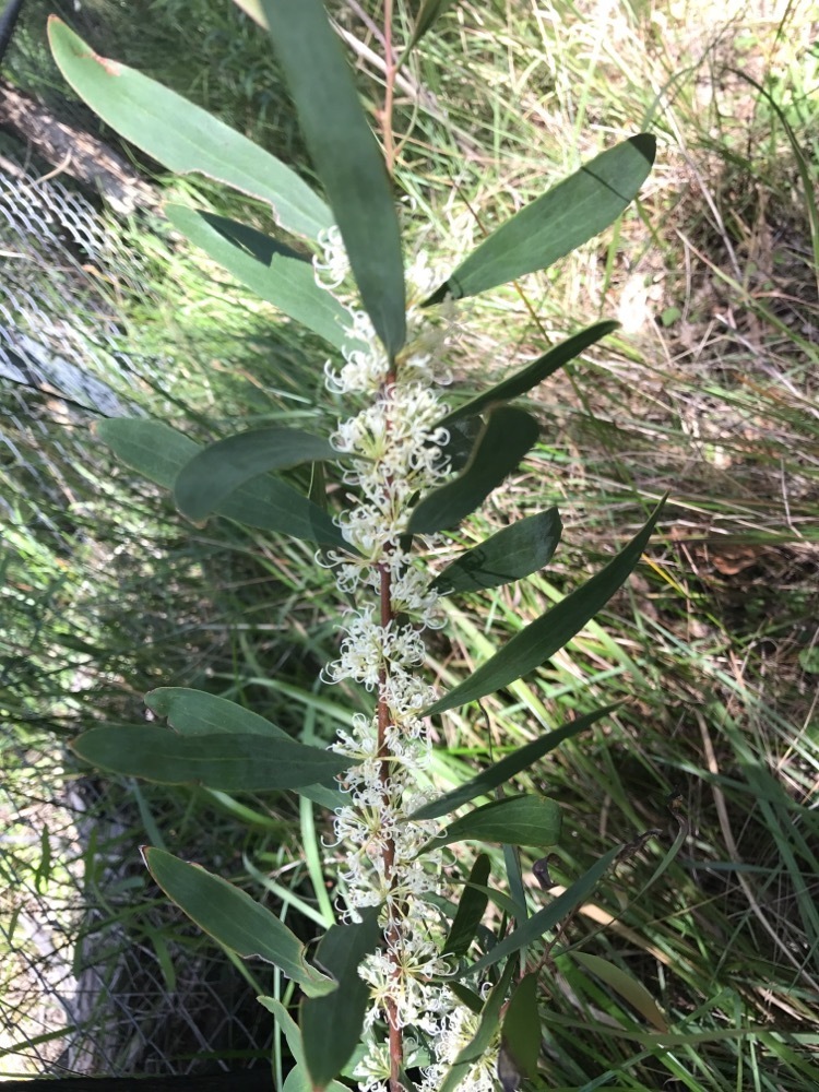 Pincushion trees in October 2018 by QuestaGame. Sighting and photos (c ...