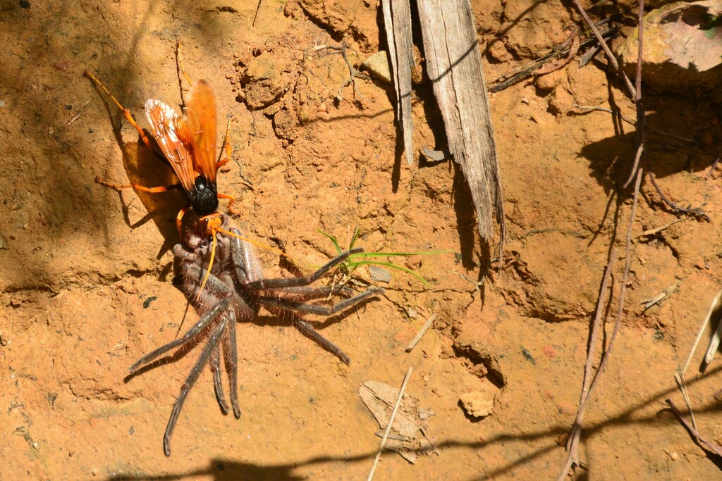 Huntsman Spiders from Blue Mountains Nat'l Park NSW 2787, Australia on ...