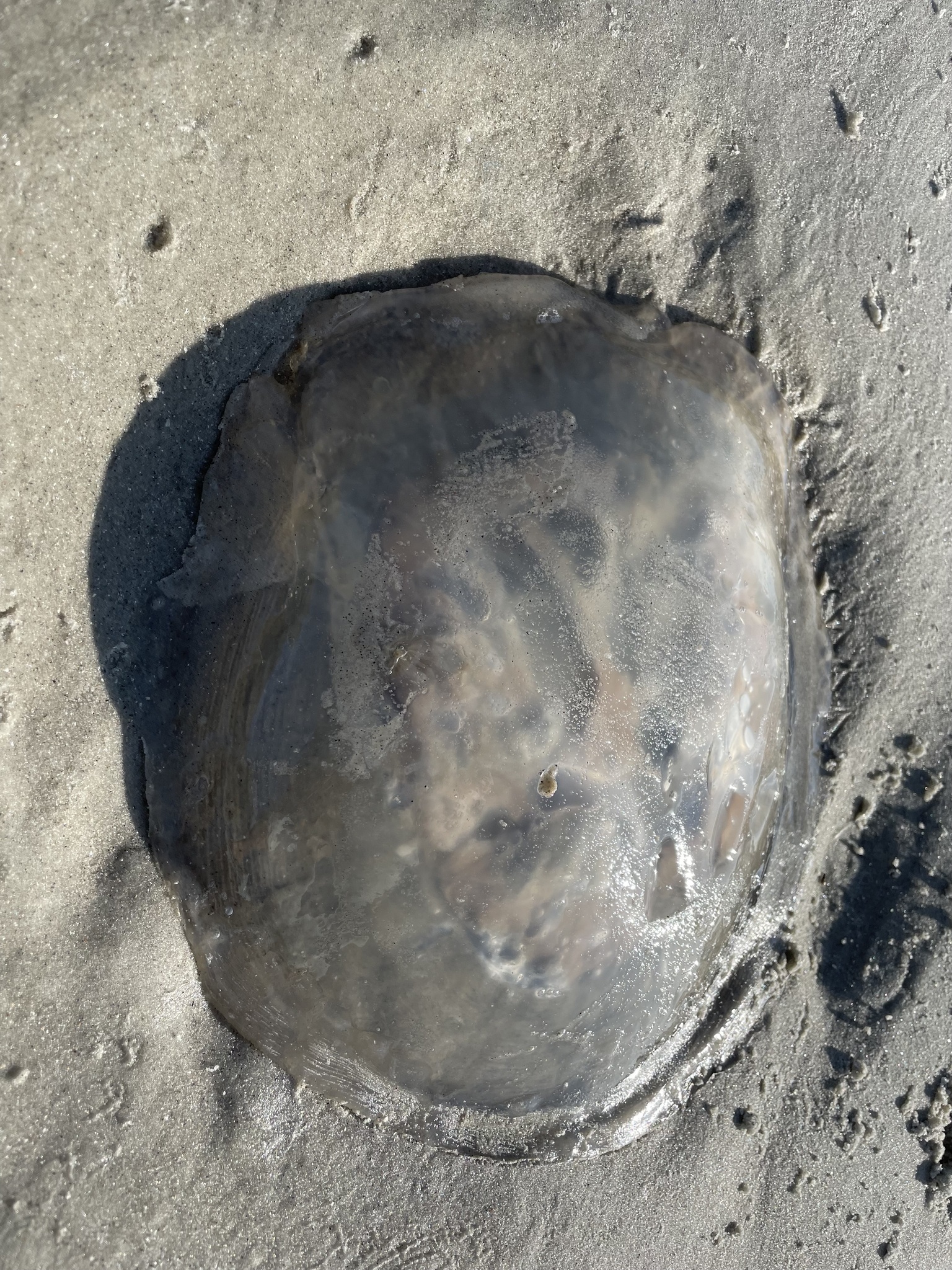 Rhopilema verrilli (Fewkes, 1887)