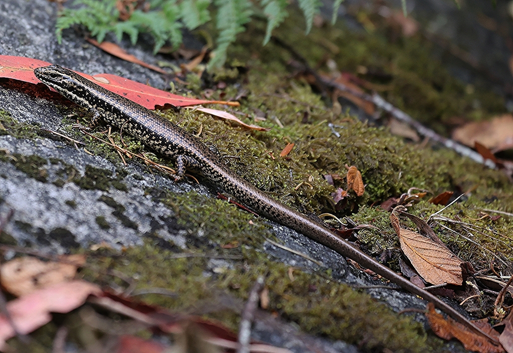 Yellow-bellied Water Skink from Tawonga VIC 3697, Australia on March 05 ...
