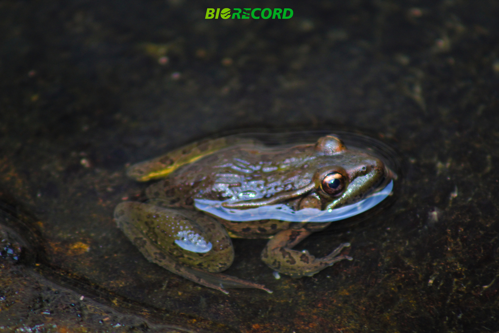 Northwest Mexico Leopard Frog from Guaymas, Son., México on January 10 ...