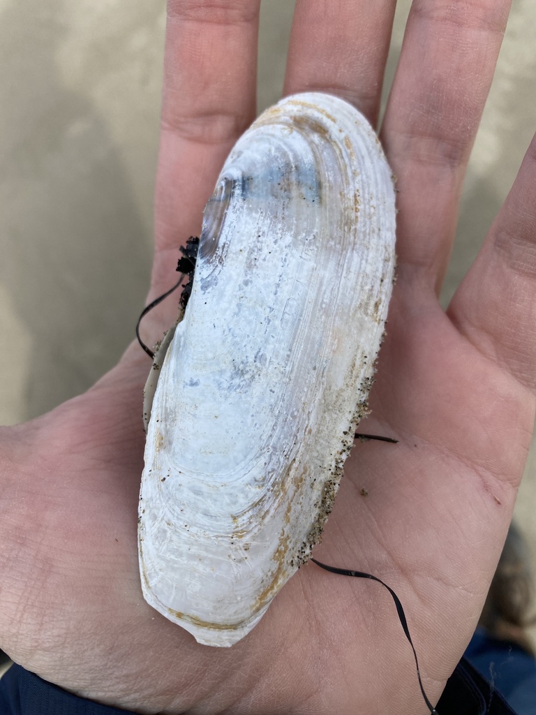 Pacific Razor Clam from Palm Beach, Moss Landing, CA, US on March 6 ...
