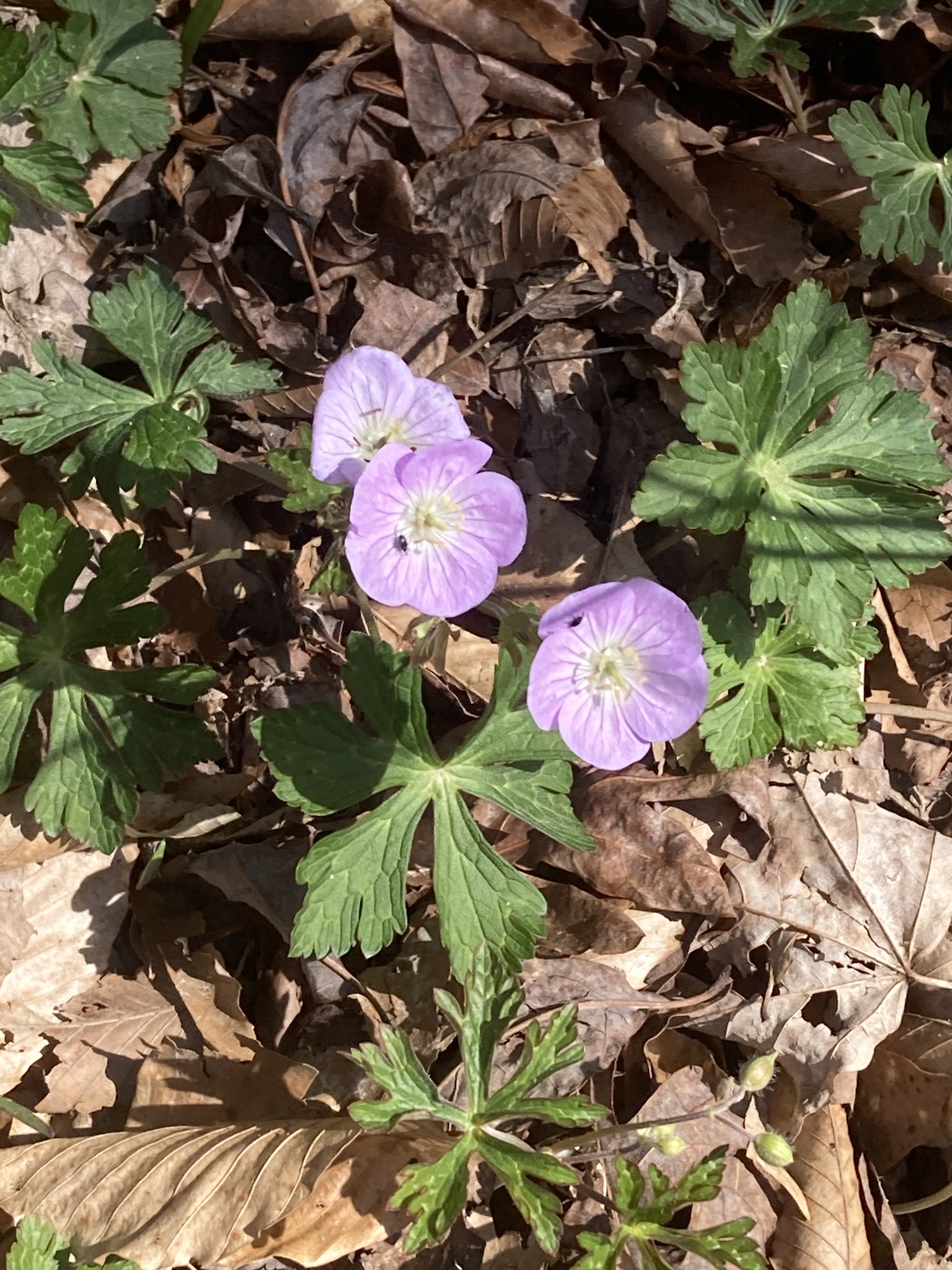 Geranium maculatum L.