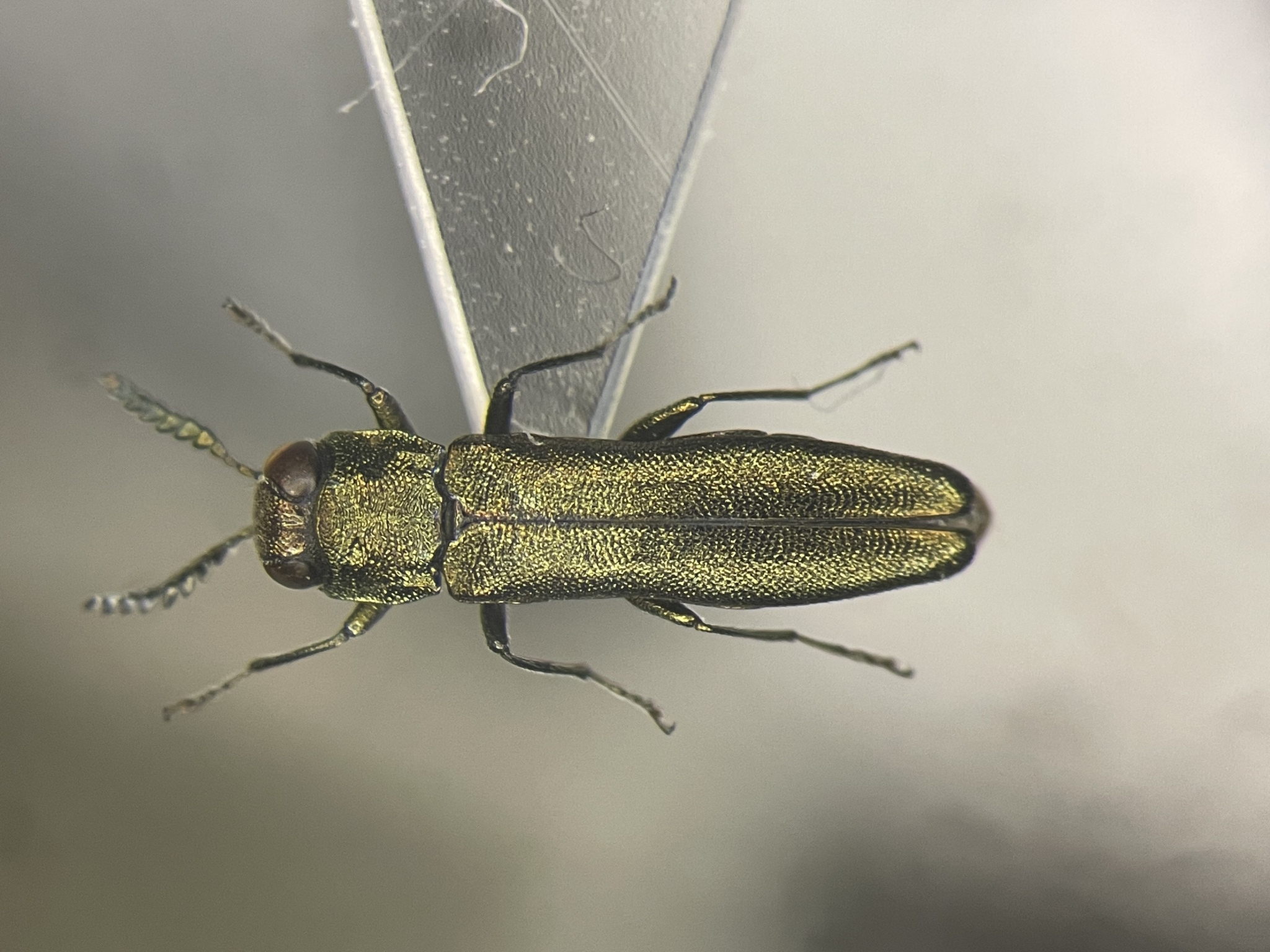 Agrilus laticornis (Illiger, 1803)