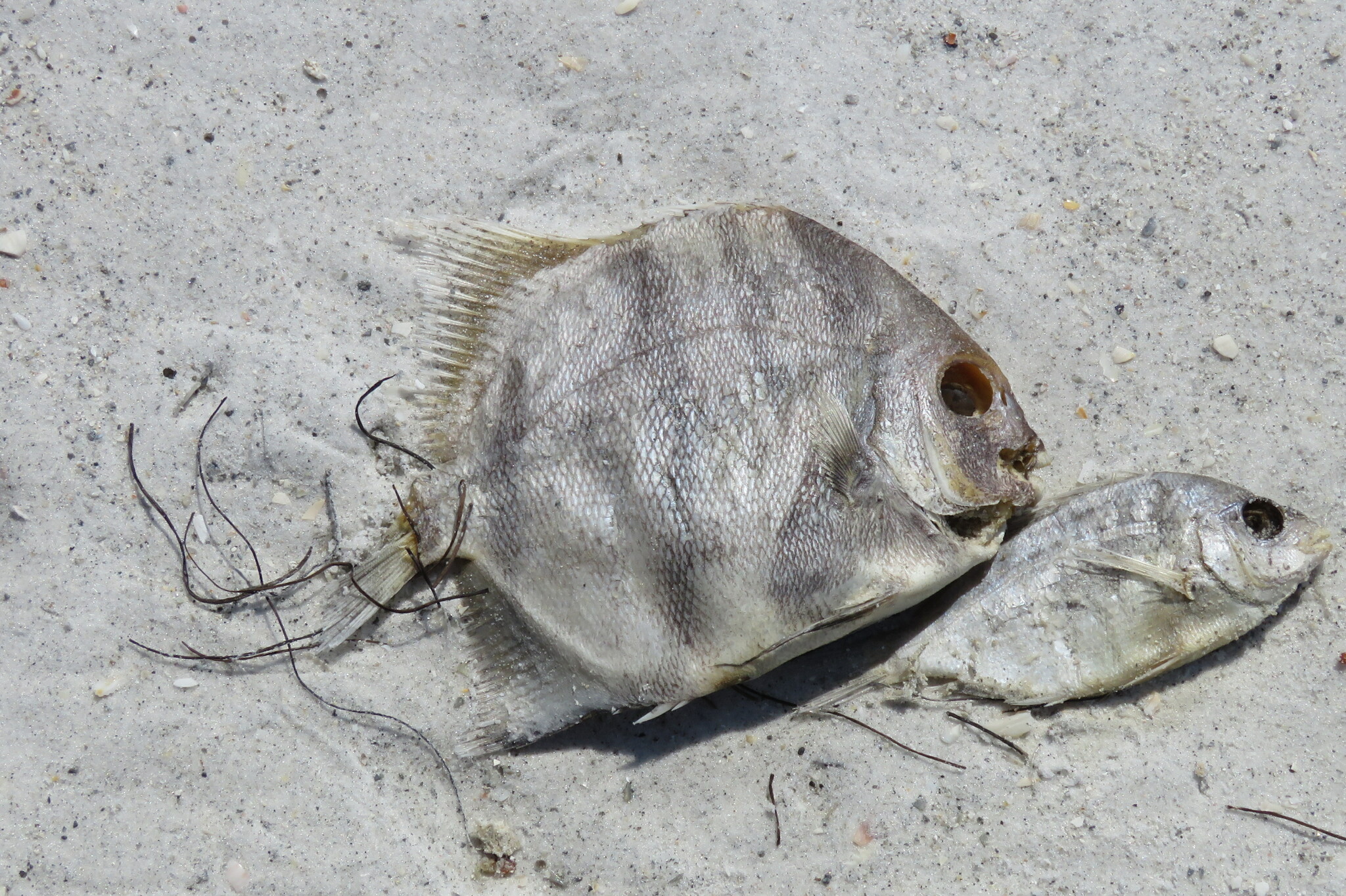 Chaetodipterus faber (Broussonet, 1782)