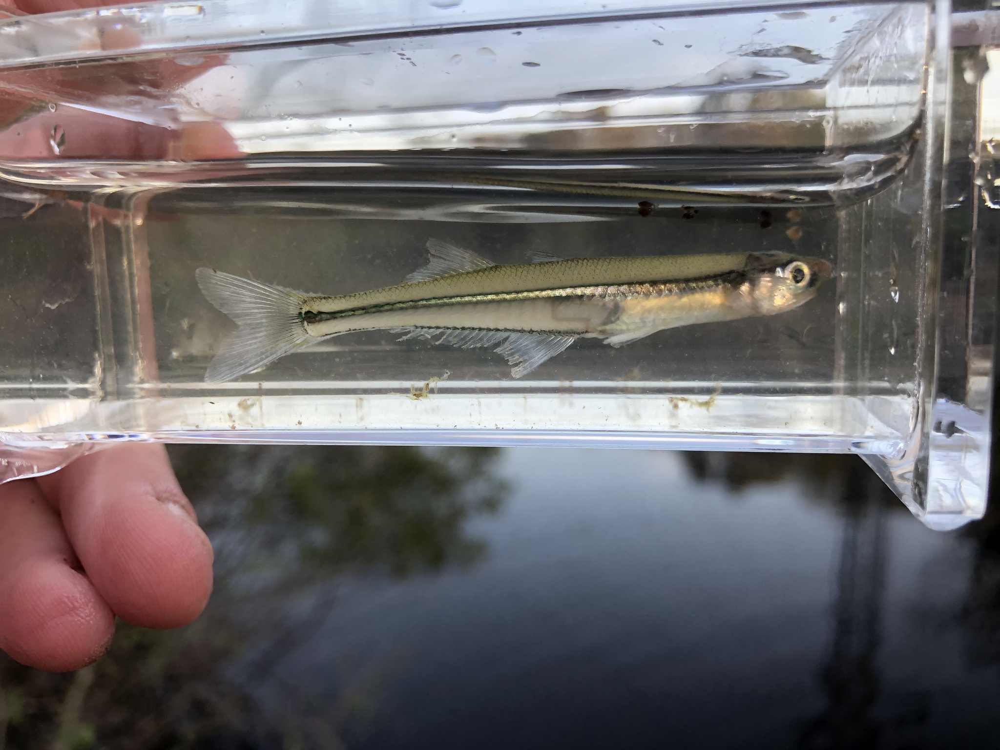 Labidesthes vanhyningi Bean & Reid, 1930