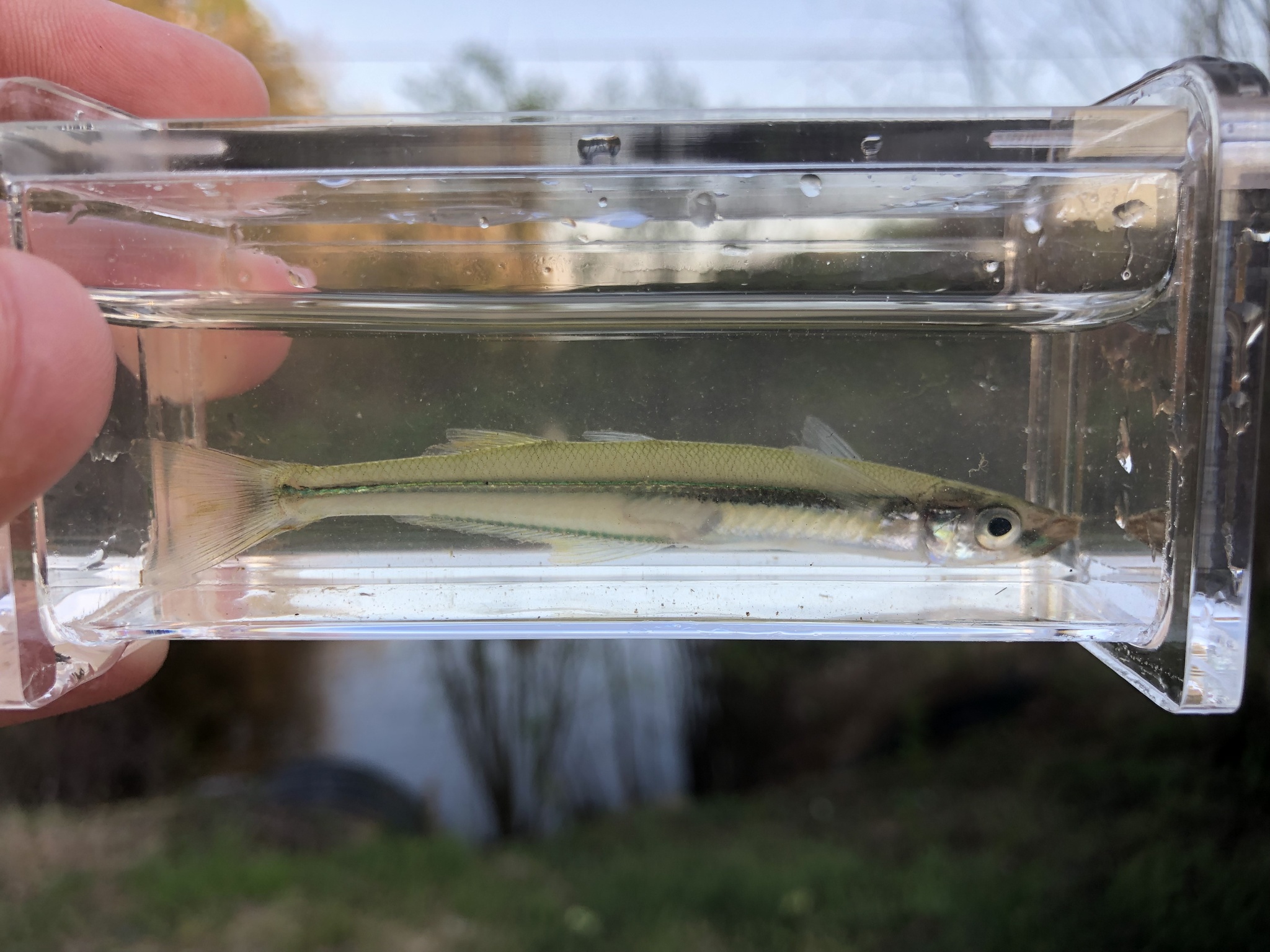 Labidesthes vanhyningi Bean & Reid, 1930