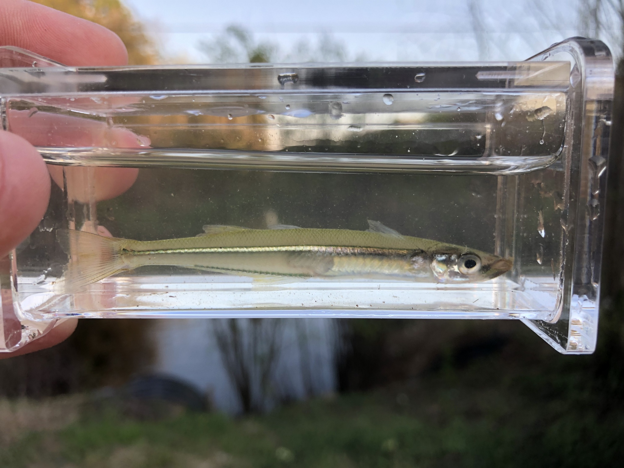 Labidesthes vanhyningi Bean & Reid, 1930