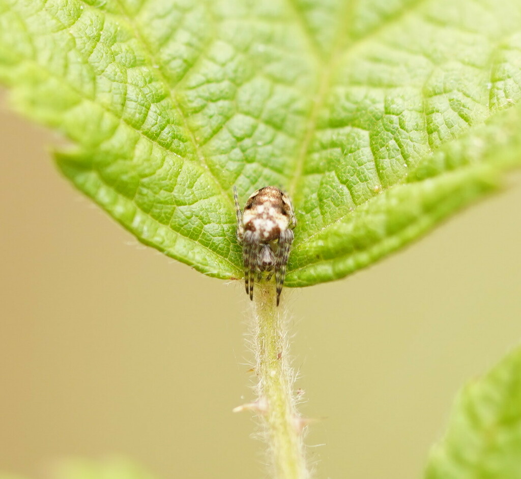 Eastern Bush Orbweaver from Licola VIC 3858, Australia on February 17 ...