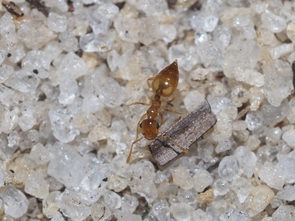 Missouri Acrobat Ant from Milton, FL, US on March 05, 2023 at 04:32 PM ...