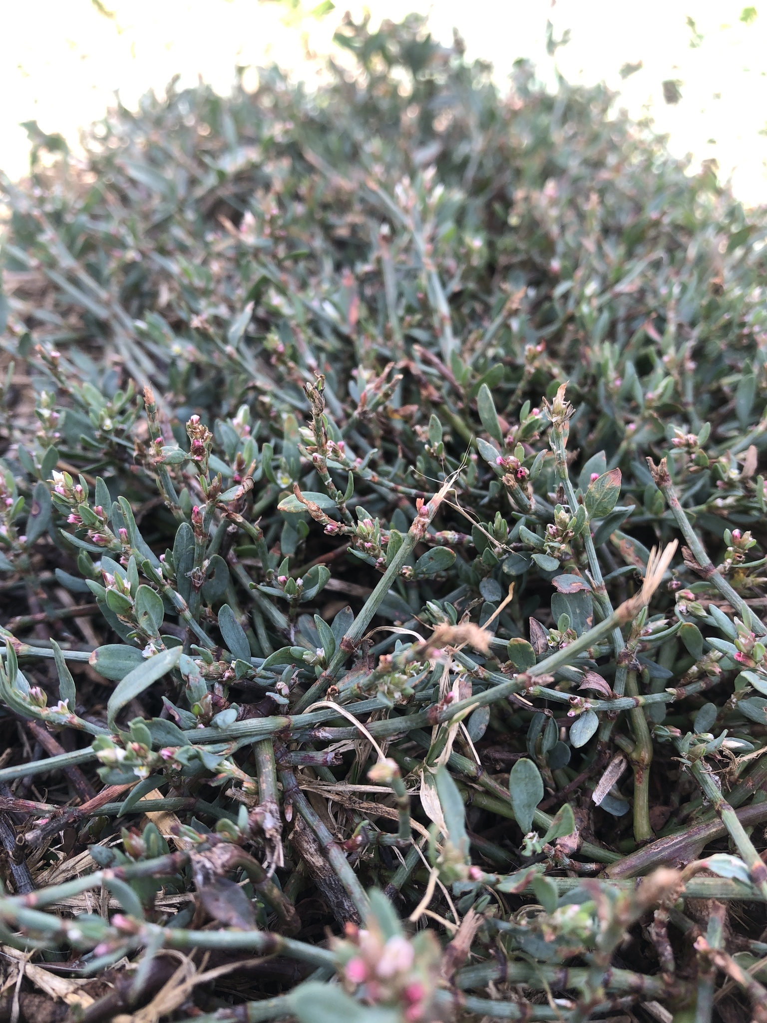 Polygonum aviculare L.