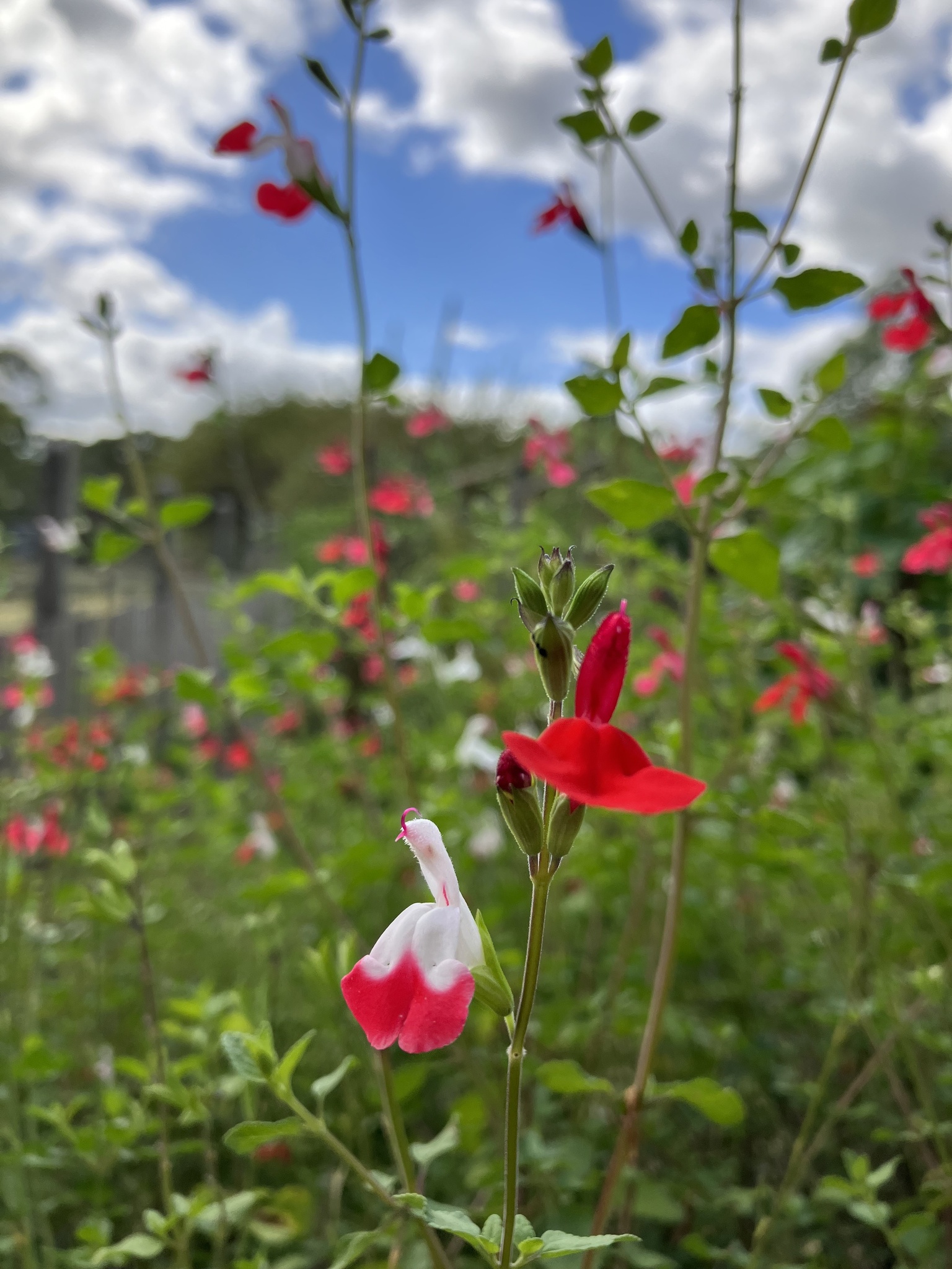 Salvia microphylla Kunth