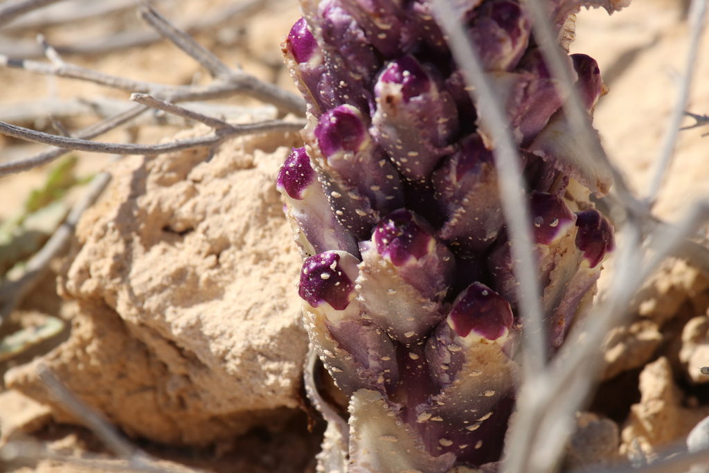 desert hyacinth from Be'er Sheva, Israel on March 27, 2019 at 10:02 AM ...