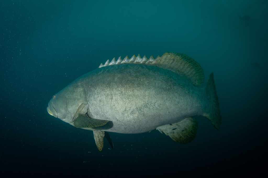 Giant Grouper from Australia on December 24, 2022 at 09:56 AM by ...