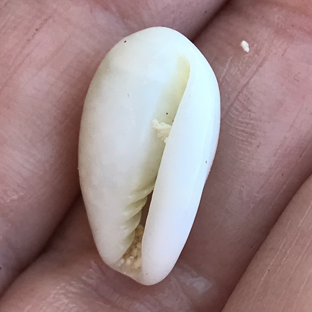 White-spot marginella from Dry Tortugas National Park, FL, US on March ...