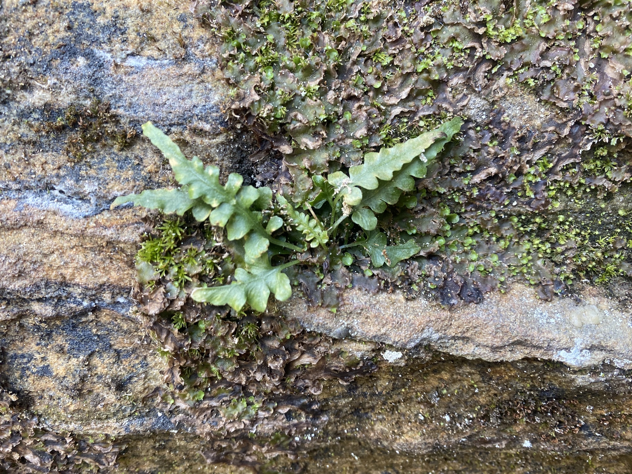 Asplenium pinnatifidum Nutt.