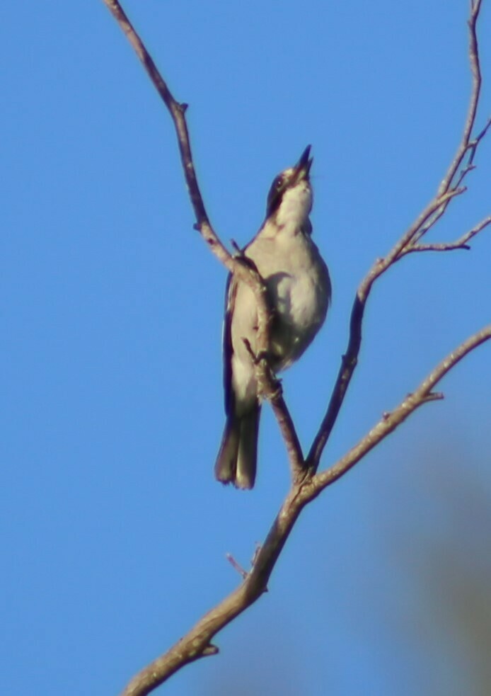 Grey Butcherbird from Brisbane QLD, Australia on March 07, 2023 at 06: ...